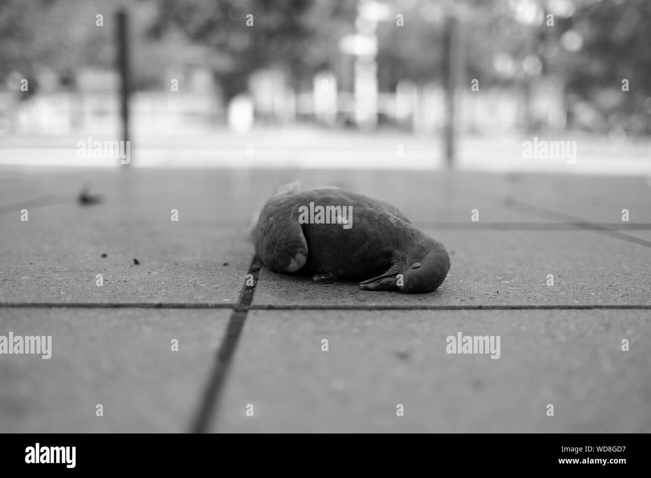 Dead bird on floor Black and White Stock Photos & Images - Alamy