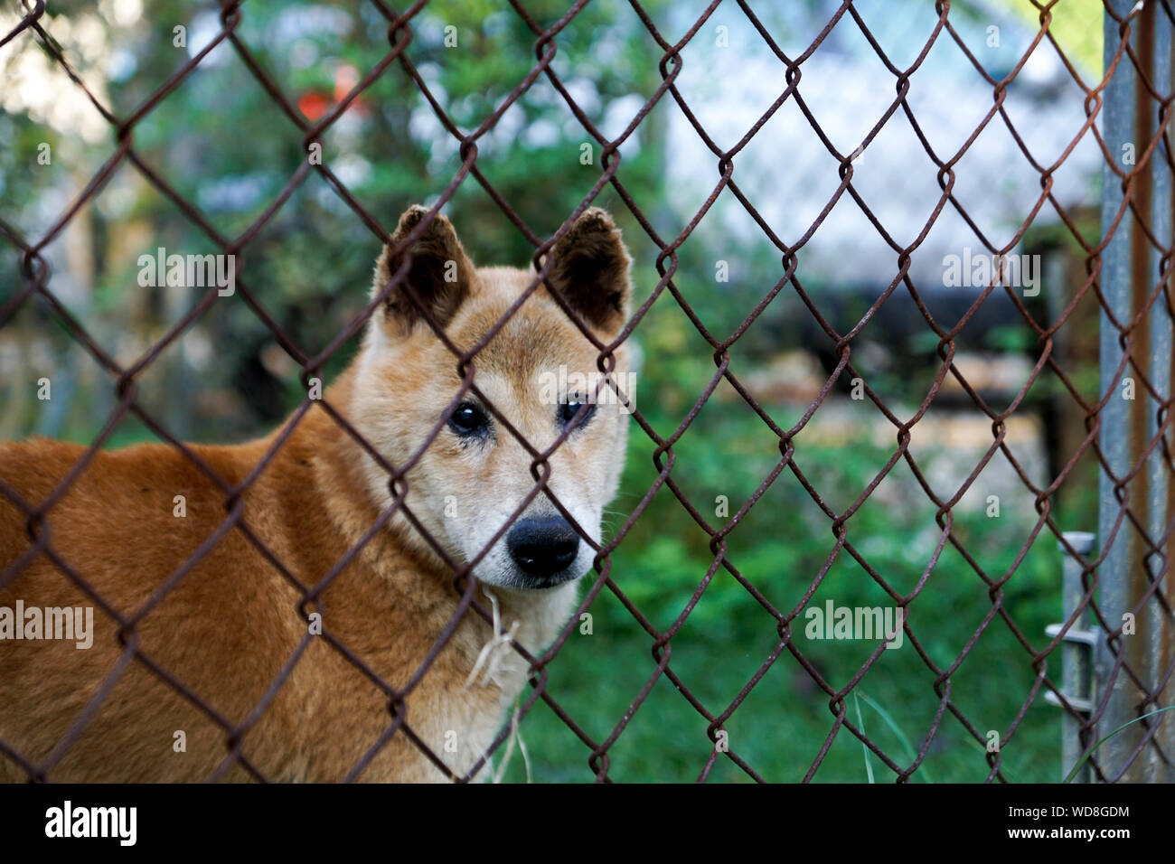 Dog Looking Through Fence High Resolution Stock Photography and Images ...