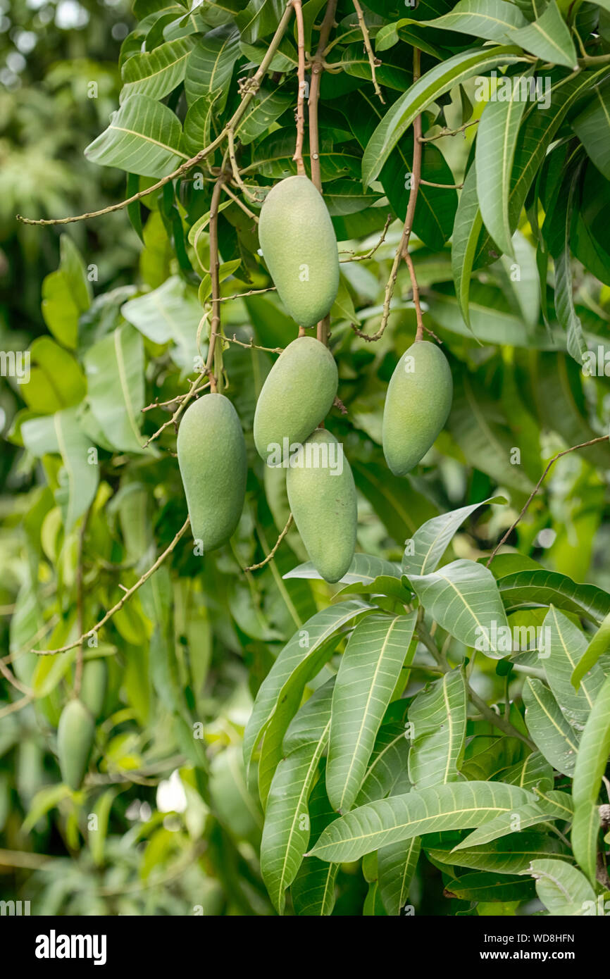 Full mango tree hi-res stock photography and images - Alamy