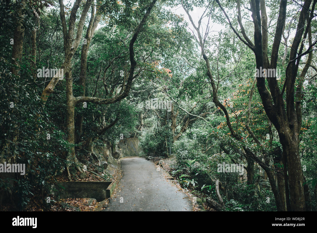 Hong kong forest trees hi-res stock photography and images - Alamy