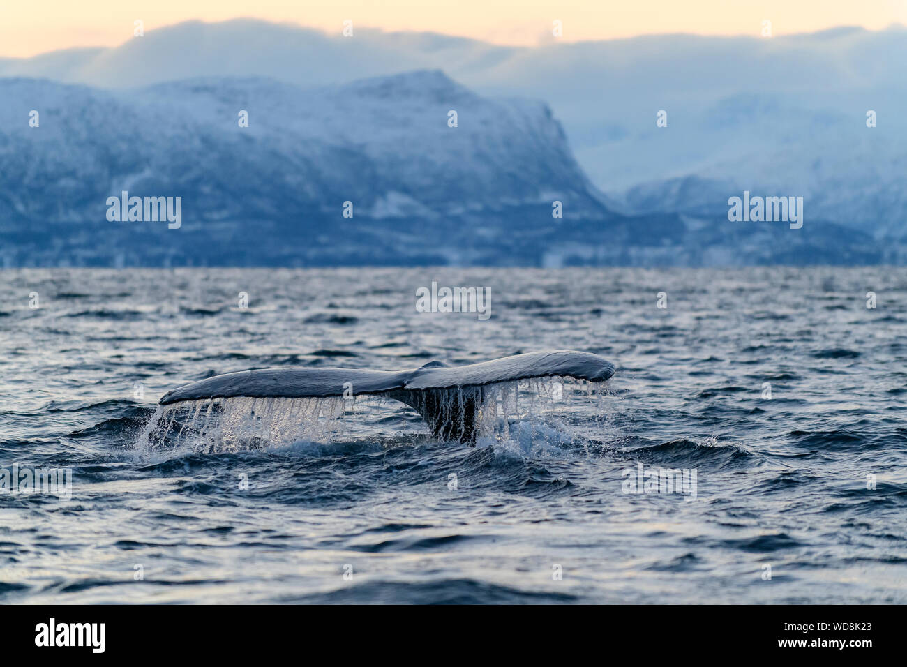 Fluke from humpback whale, Megaptera novaeangliae, Kvaloyvagen, Norway ...