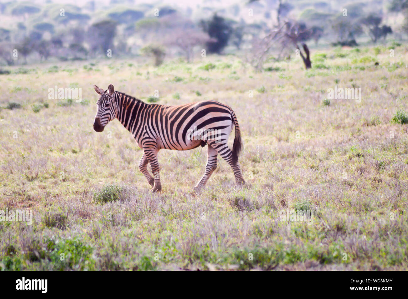 Zebra Grass High Resolution Stock Photography and Images - Alamy