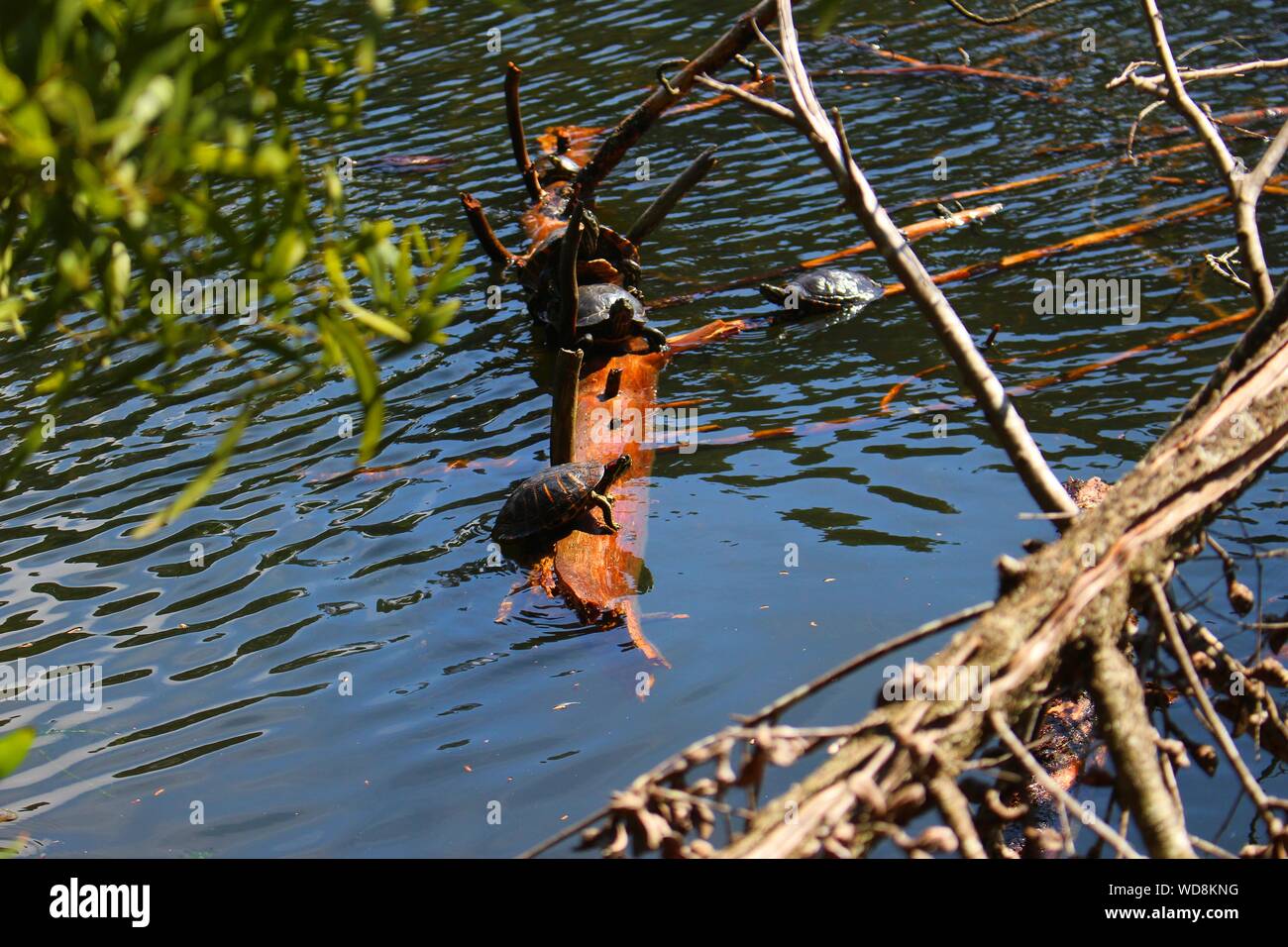 Turtle high five hi-res stock photography and images - Alamy