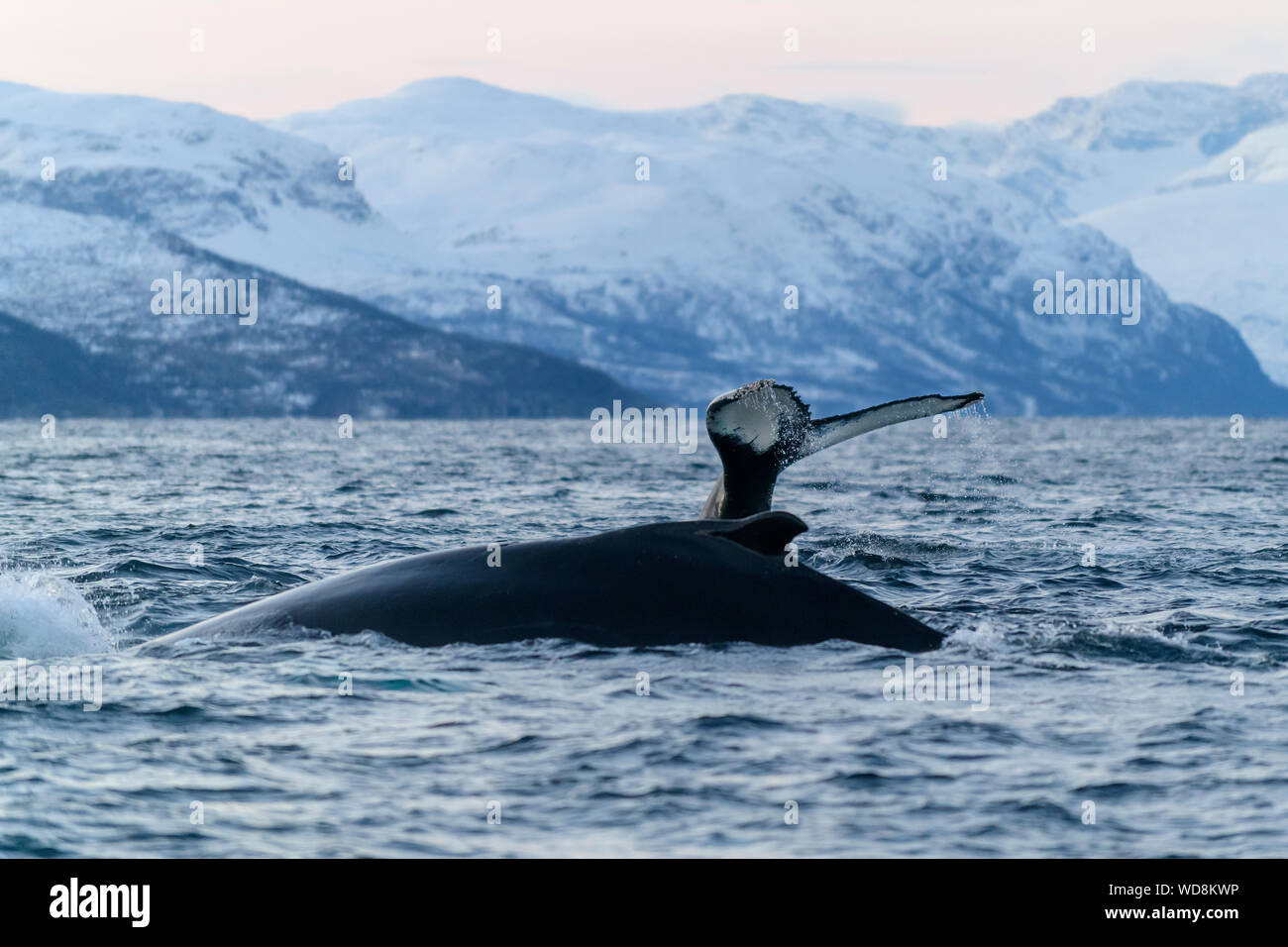 humpback whale, humpback whales with fluke and dorsal fin, Megaptera ...