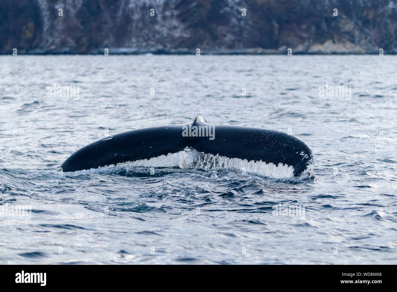 Fluke from humpback whale, Megaptera novaeangliae, Kvaloyvagen, Norway ...