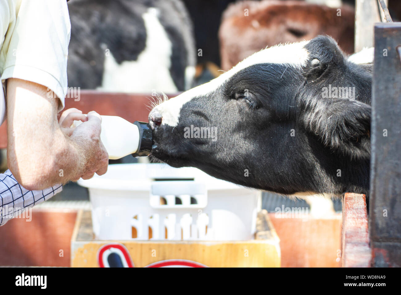 Closeup - Baby cow feeding on milk bottle by hand men in Thailand ...
