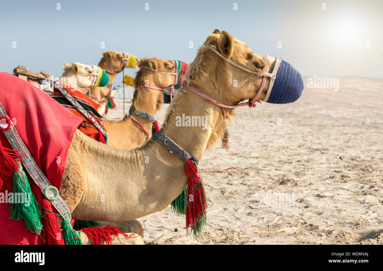 Row of camels hi-res stock photography and images - Alamy