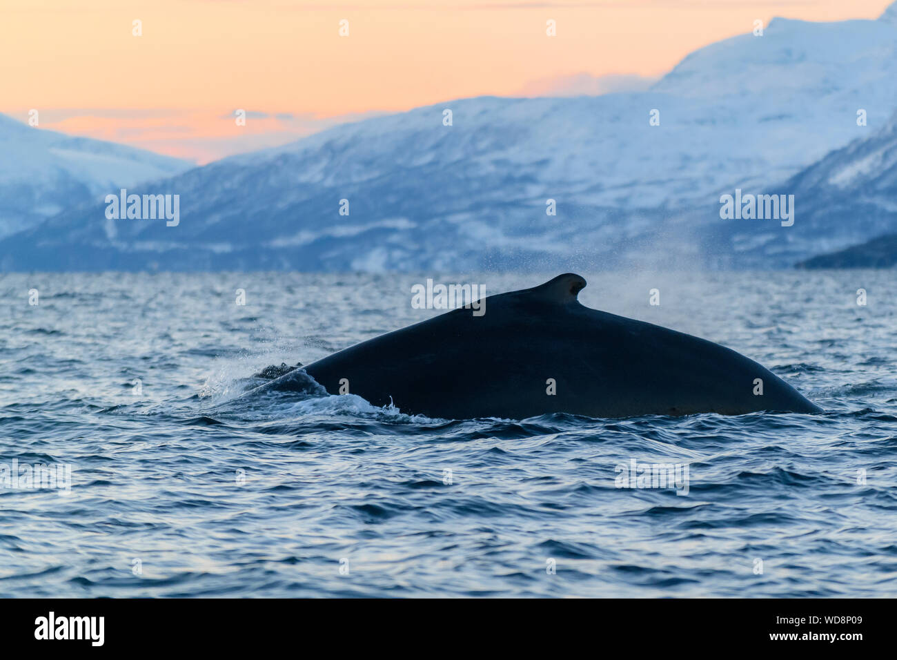 Underwater mountain atlantic ocean hi-res stock photography and images ...