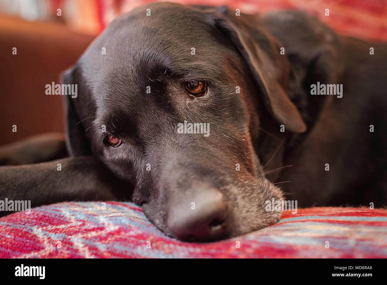 Black Labrador Retriever Lying Down High Resolution Stock Photography ...
