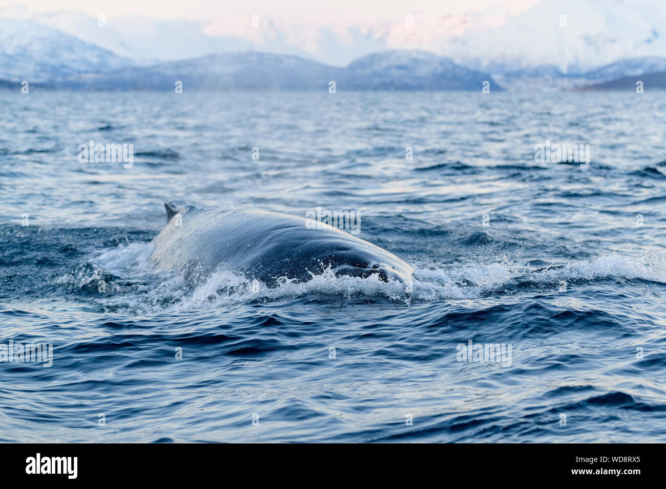 humpback whale, Megaptera novaeangliae, Kvaloyvagen, Norway, Atlantic ...