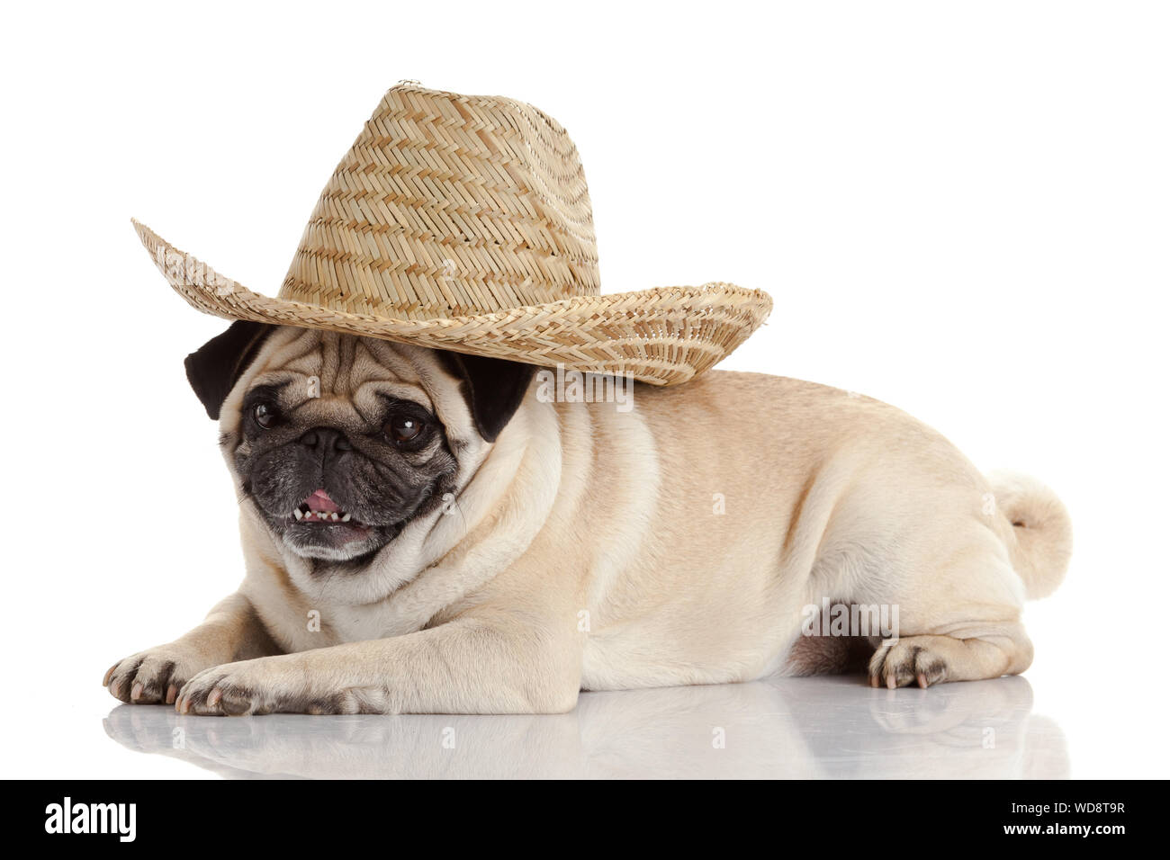 Dog frown hi-res stock photography and images - Alamy