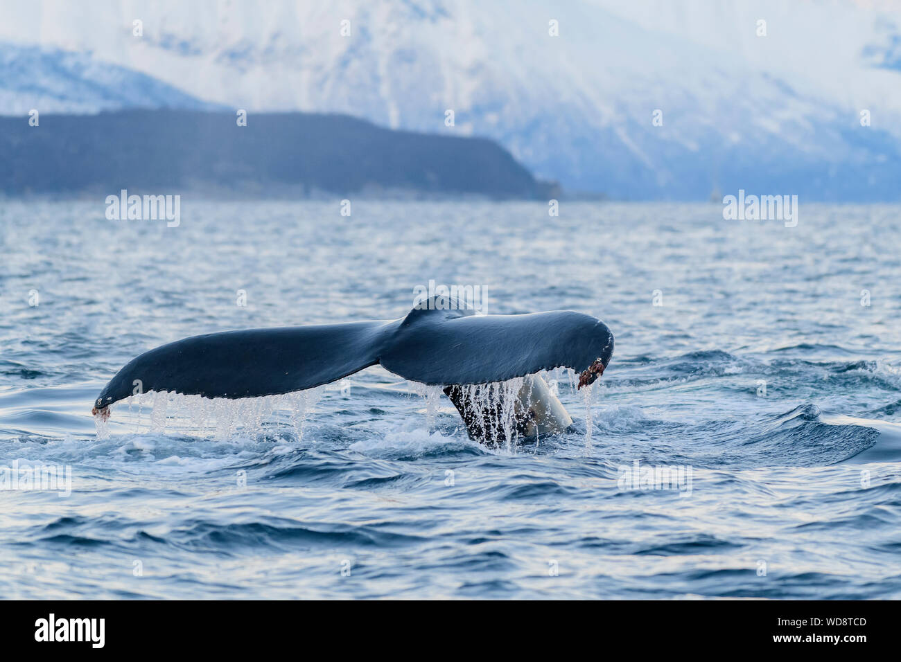 Fluke from humpback whale, Megaptera novaeangliae, Kvaloyvagen, Norway ...