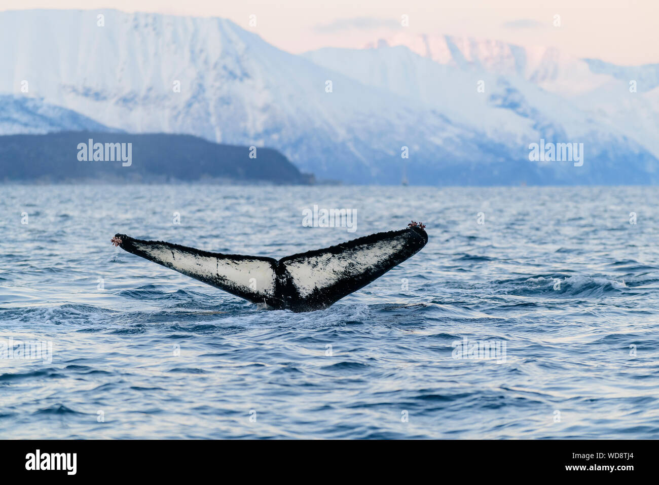 Fluke from humpback whale, Megaptera novaeangliae, Kvaloyvagen, Norway ...