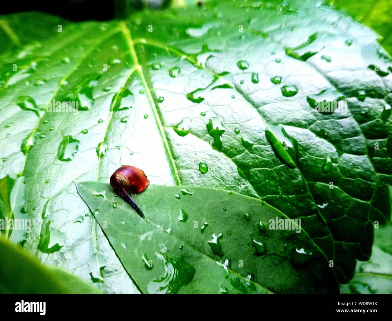 Leaf vein slug hi-res stock photography and images - Alamy