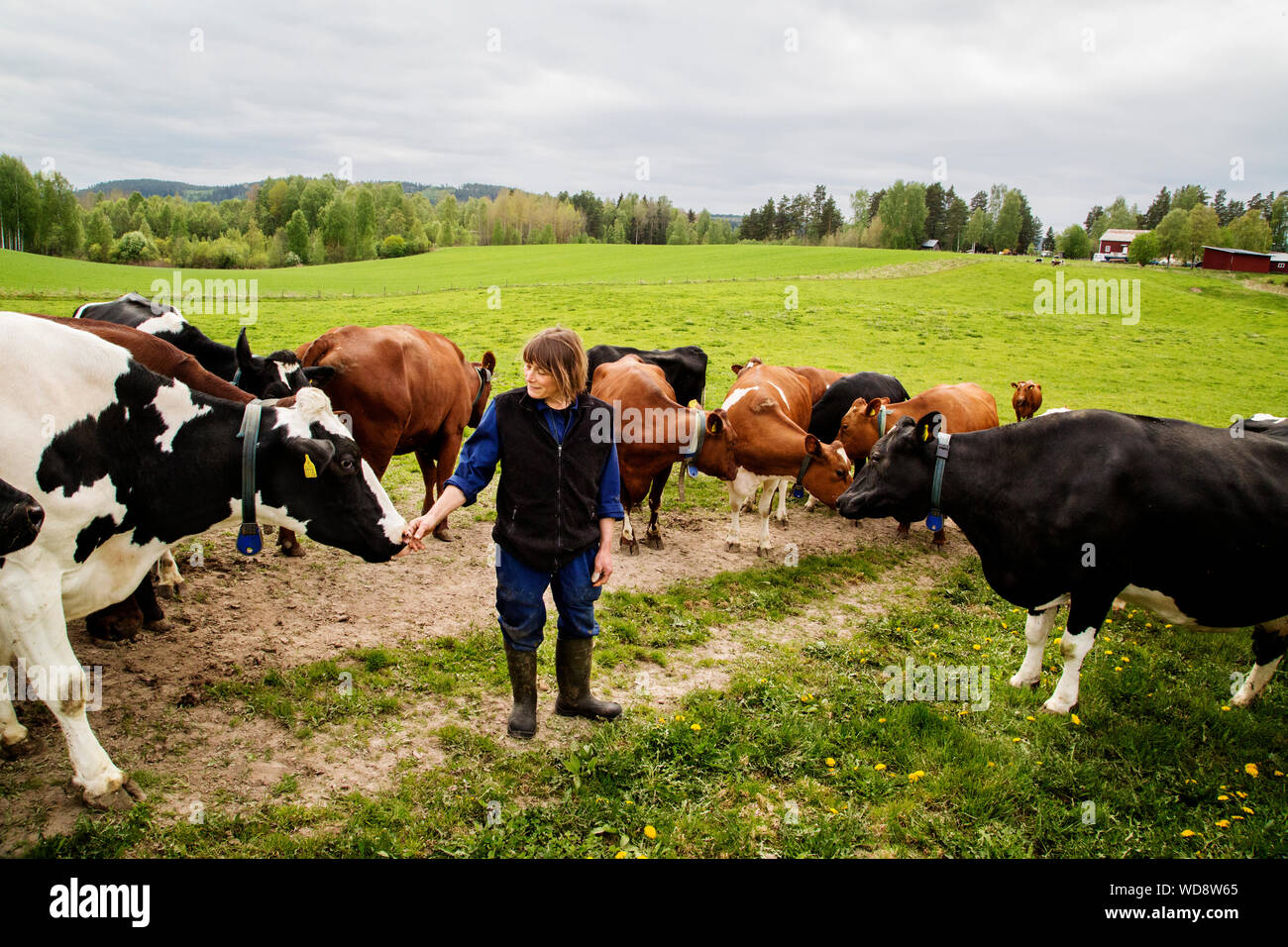 Farmer cows hi-res stock photography and images - Alamy