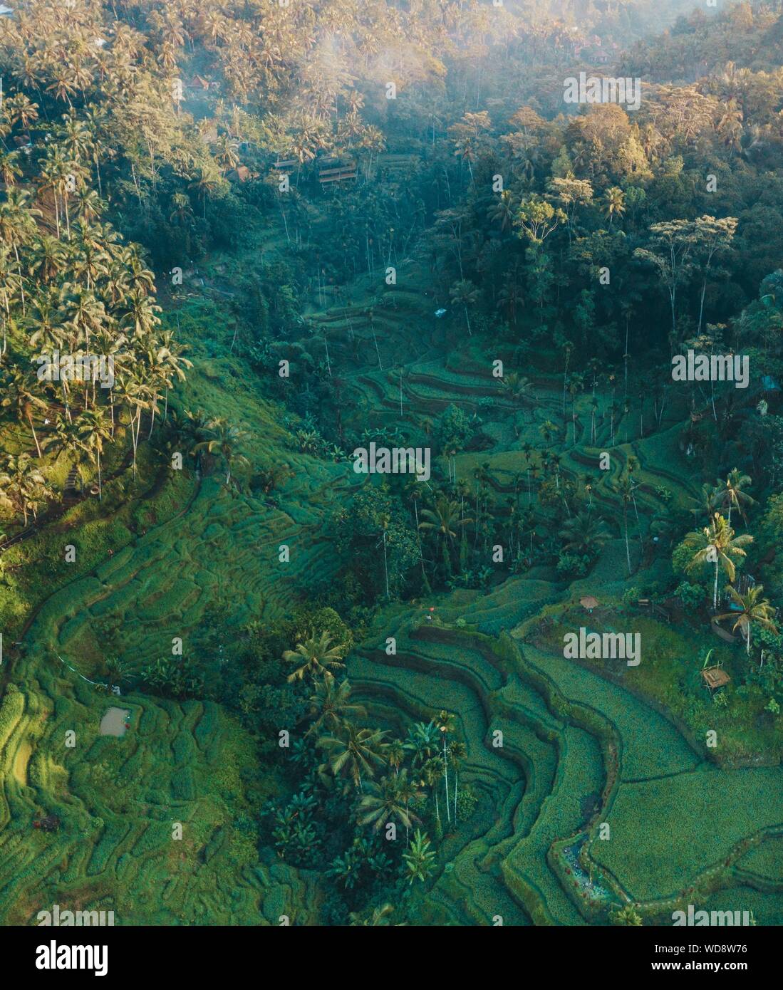 Aerial shot hills palm trees hi-res stock photography and images - Alamy