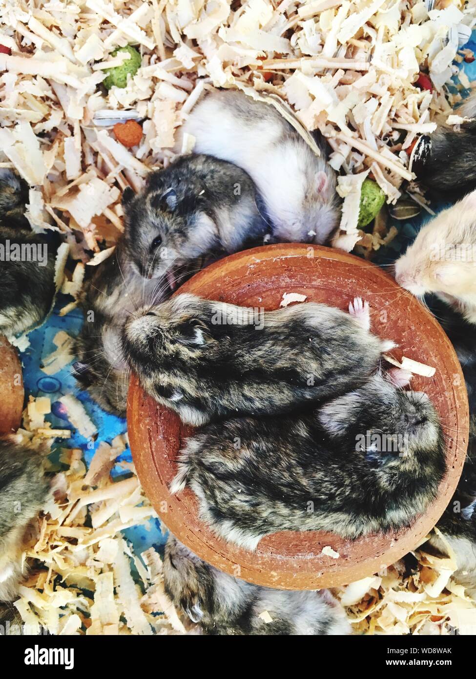 Sleeping mice hi-res stock photography and images - Alamy