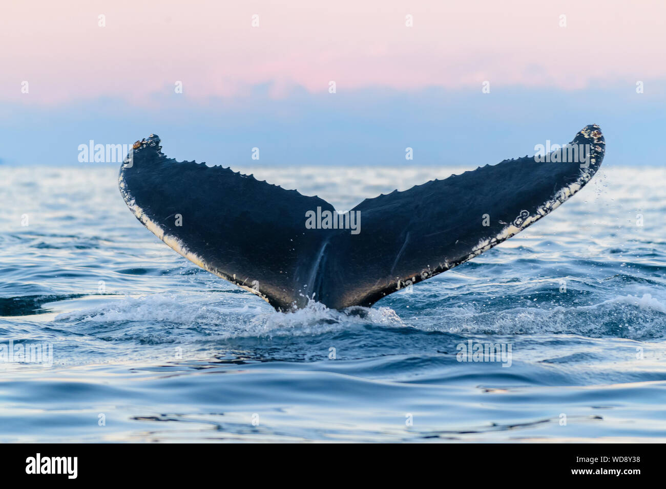 Fluke of humpback whale hi-res stock photography and images - Alamy