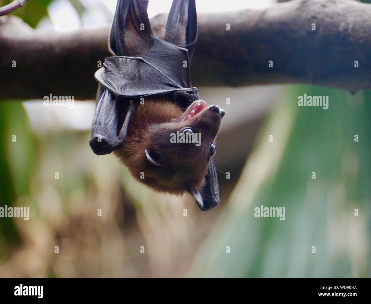 Bat Hanging Upside Down High Resolution Stock Photography and Images ...