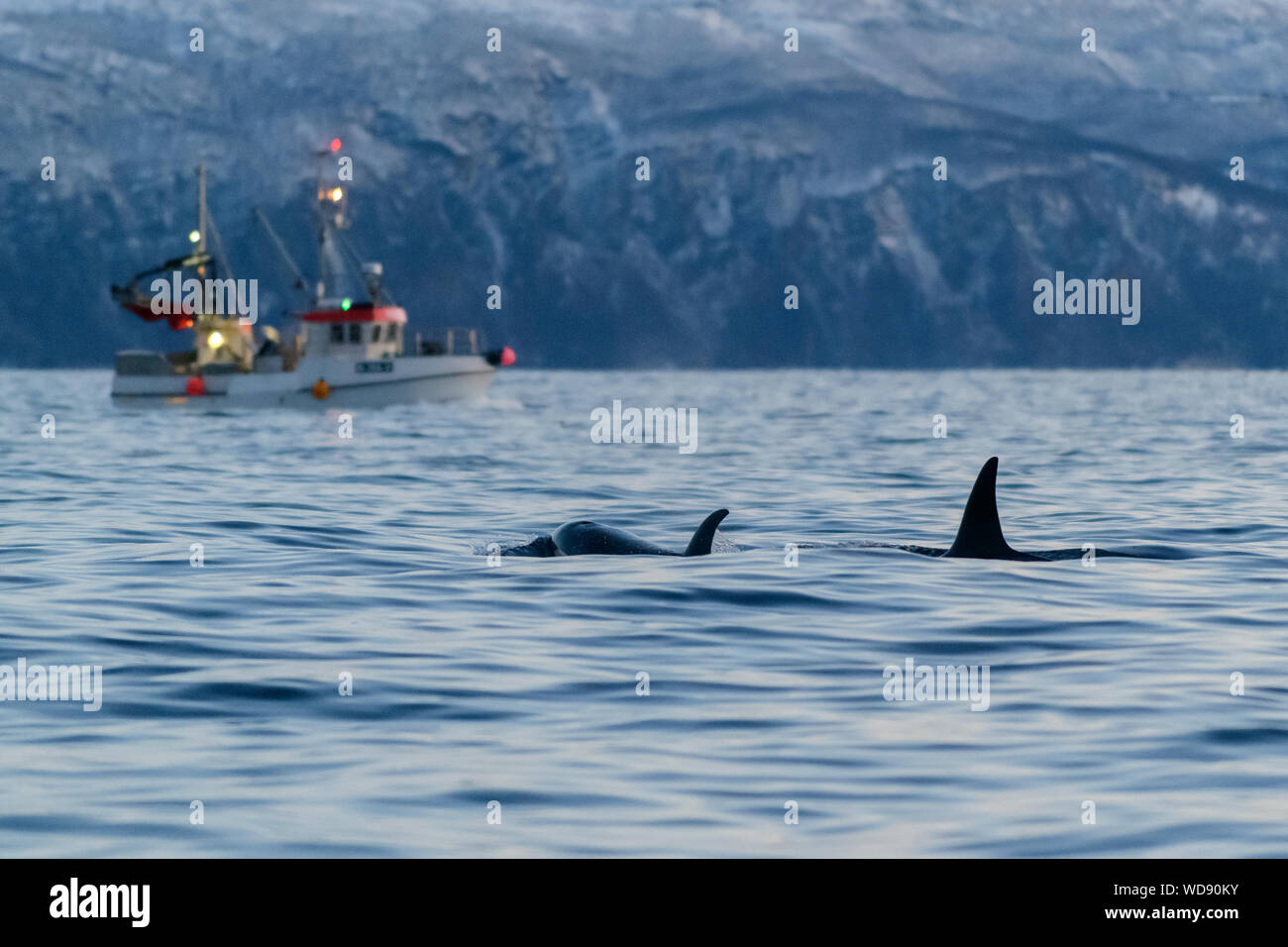 Whale watching boat and Killer whales, Orcas, Orcinus Orca, Skjervoy ...