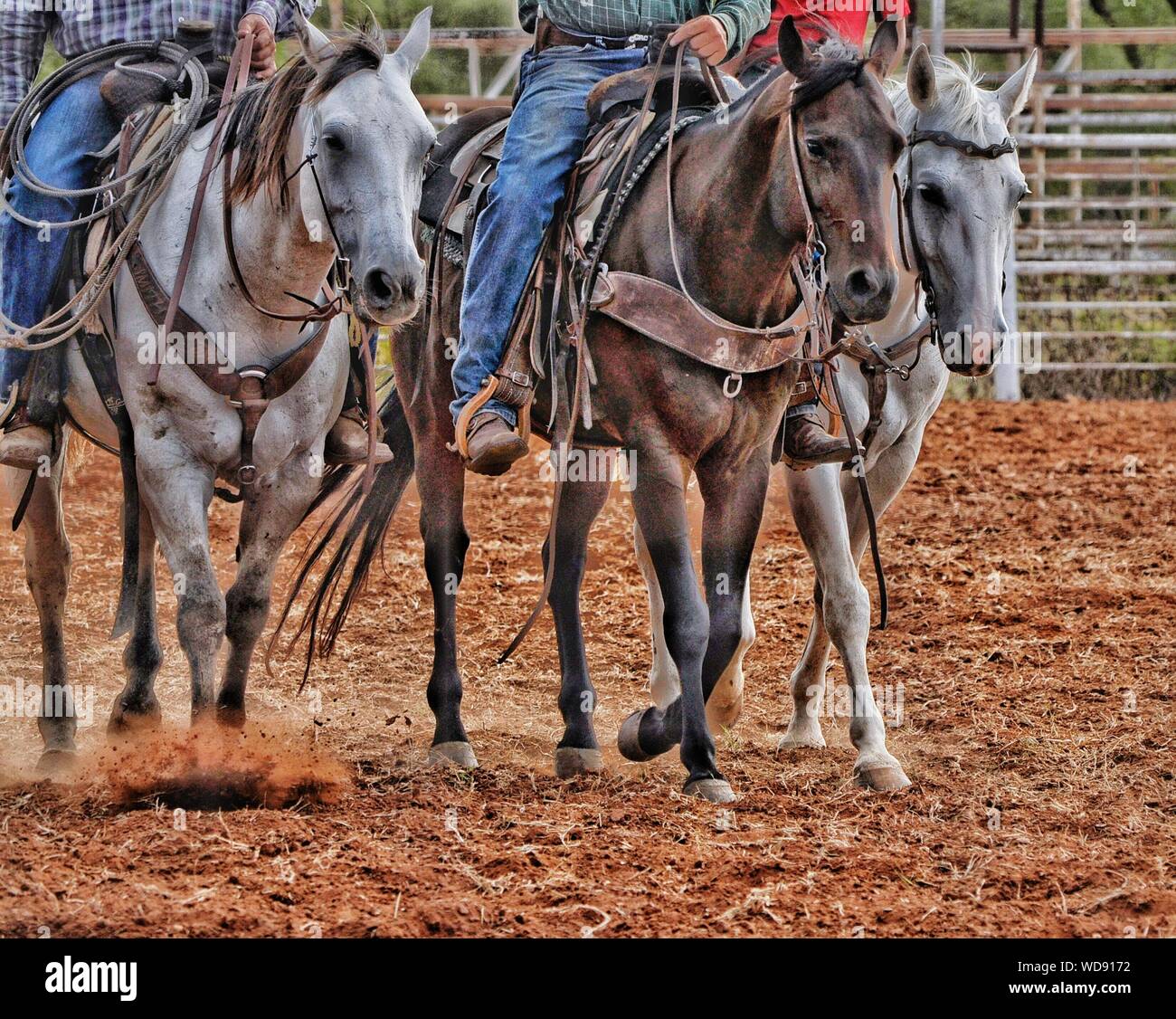 Real cowboys hi-res stock photography and images - Alamy