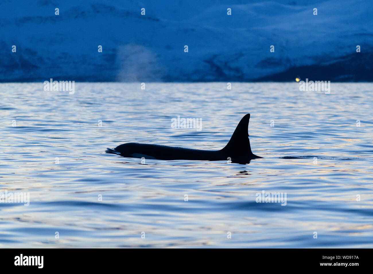 Killer whale, Orca, Orcinus Orca, Skjervoy, Norway, Atlantic Ocean ...
