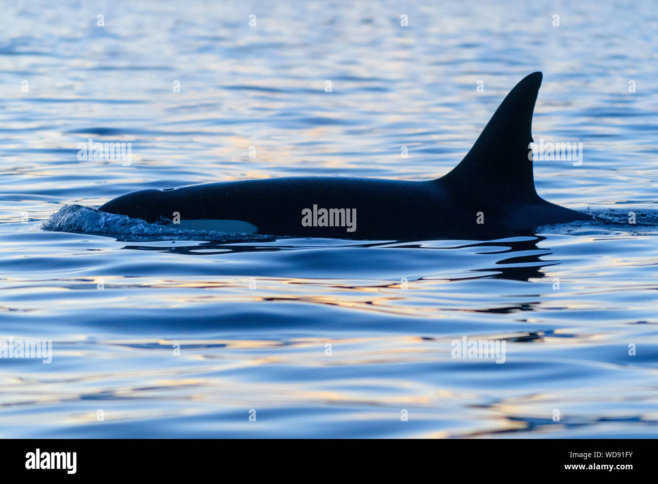 Orca underwater hi-res stock photography and images - Alamy