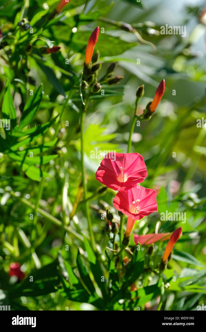 Close-up red flowers of ipomoea coccinea also known as red morning ...