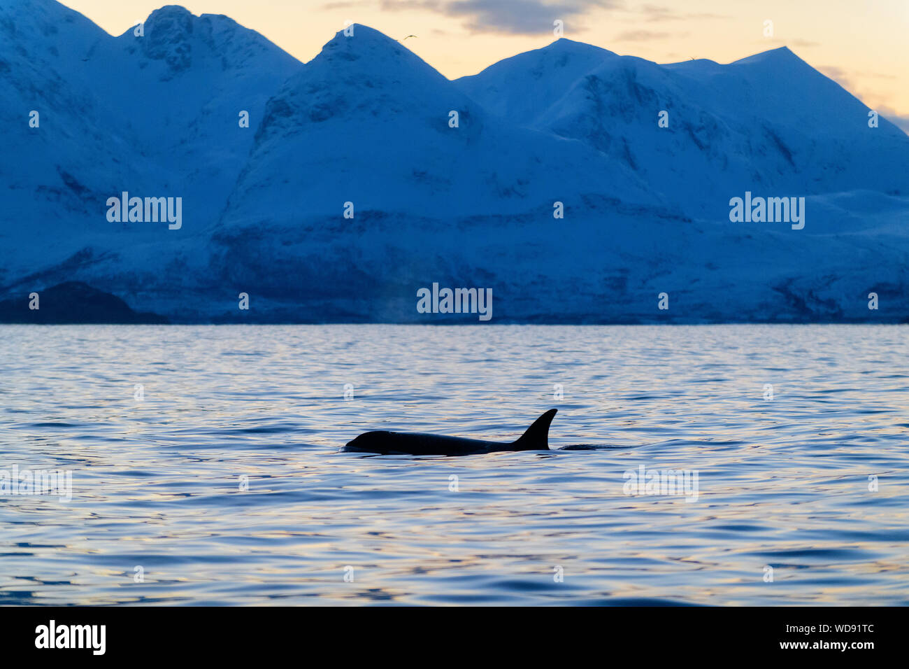 Killer whale, Orca, Orcinus Orca, Skjervoy, Norway, Atlantic Ocean ...