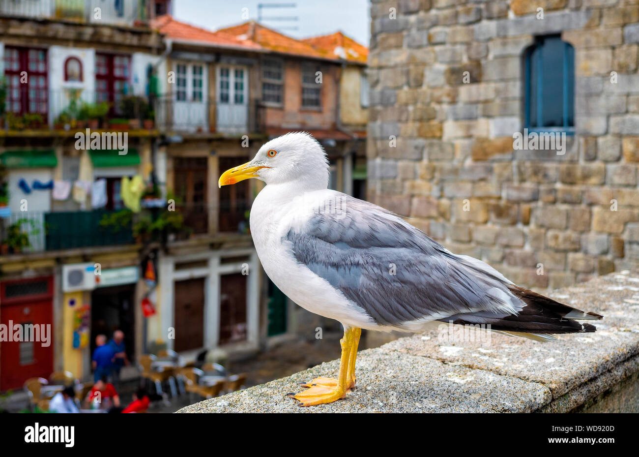 Seagull at city monument Stock Photo - Alamy