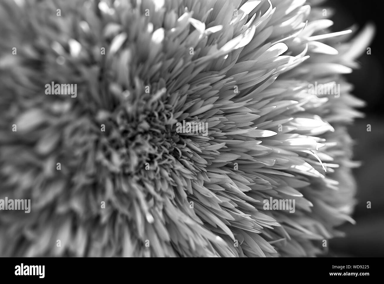 Monochrome photo of flower Stock Photo - Alamy