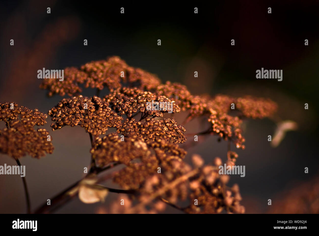 Flower decay hi-res stock photography and images - Alamy