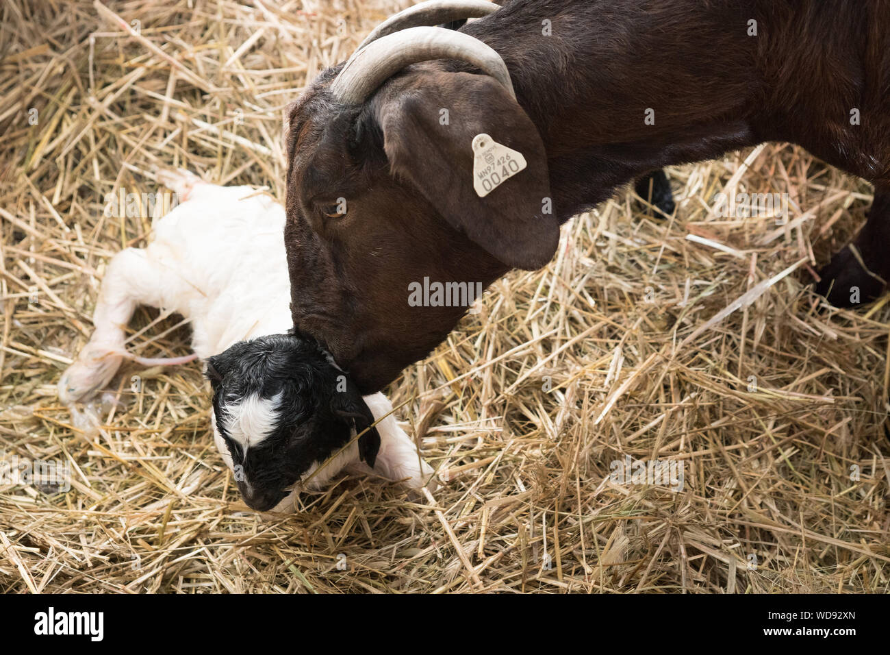 Baby goat mother hi-res stock photography and images - Alamy