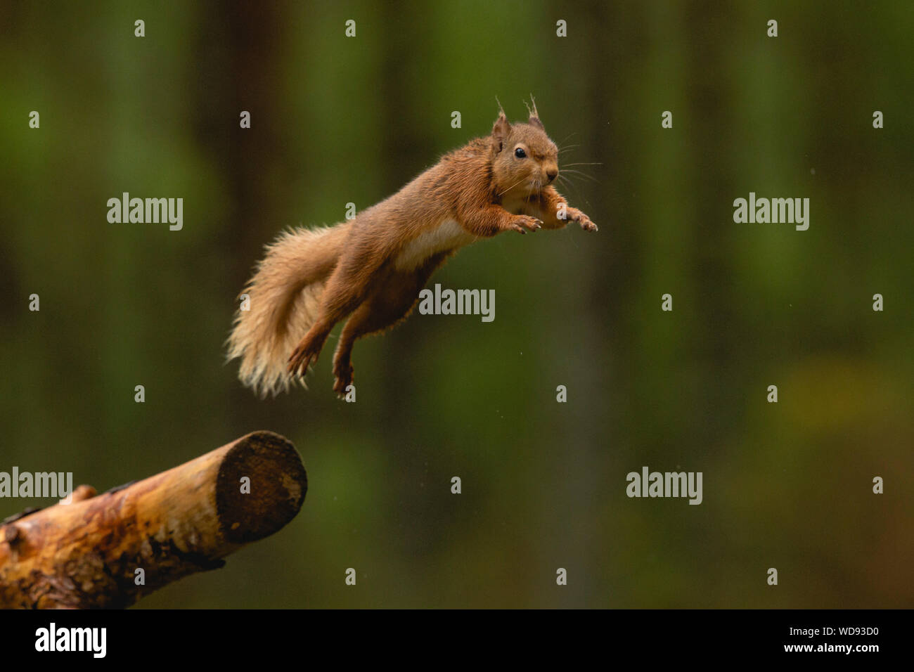 One squirrel squirrel jumping hi-res stock photography and images - Alamy