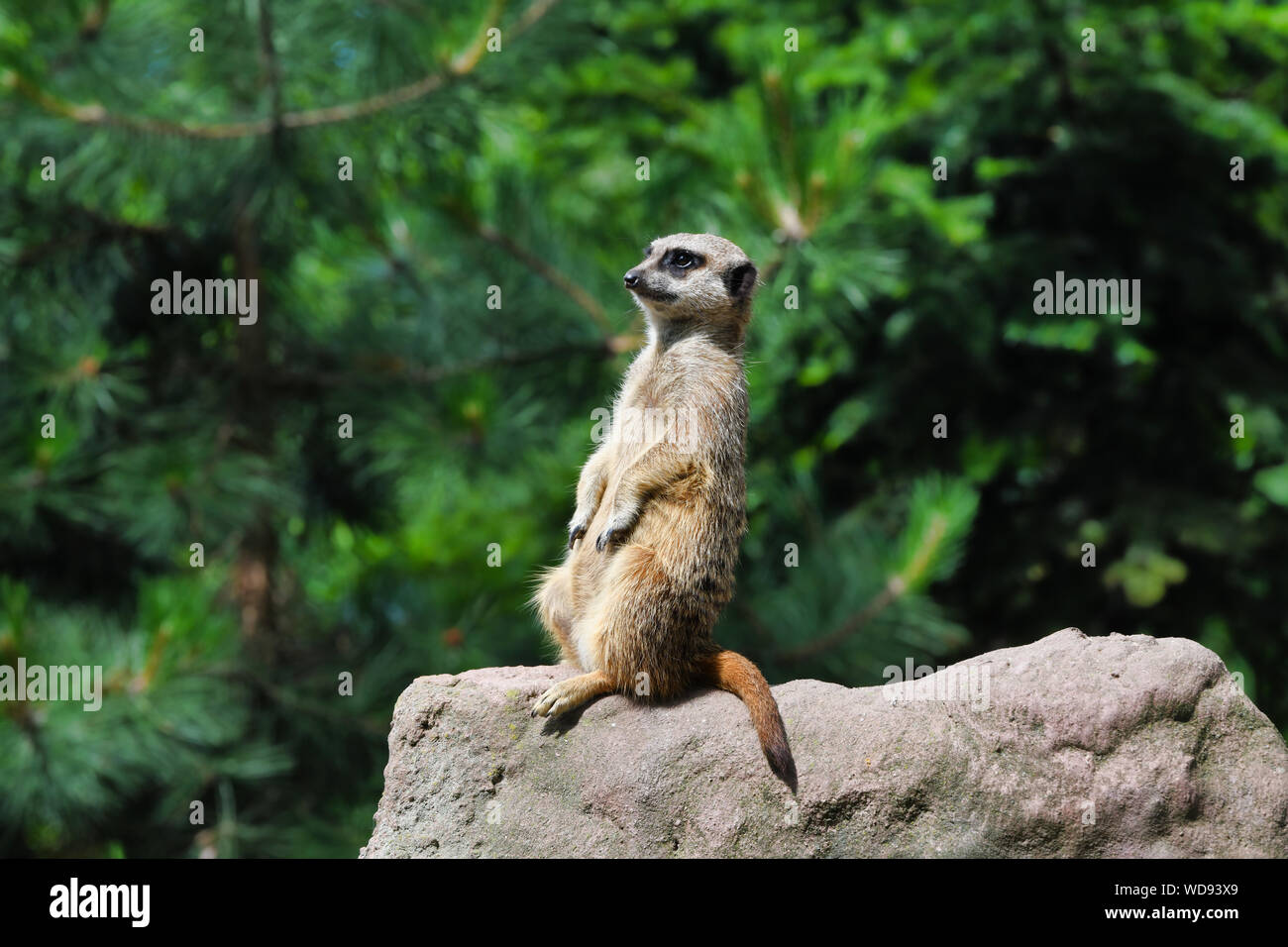 Cute meerkat looks for dangers Stock Photo - Alamy