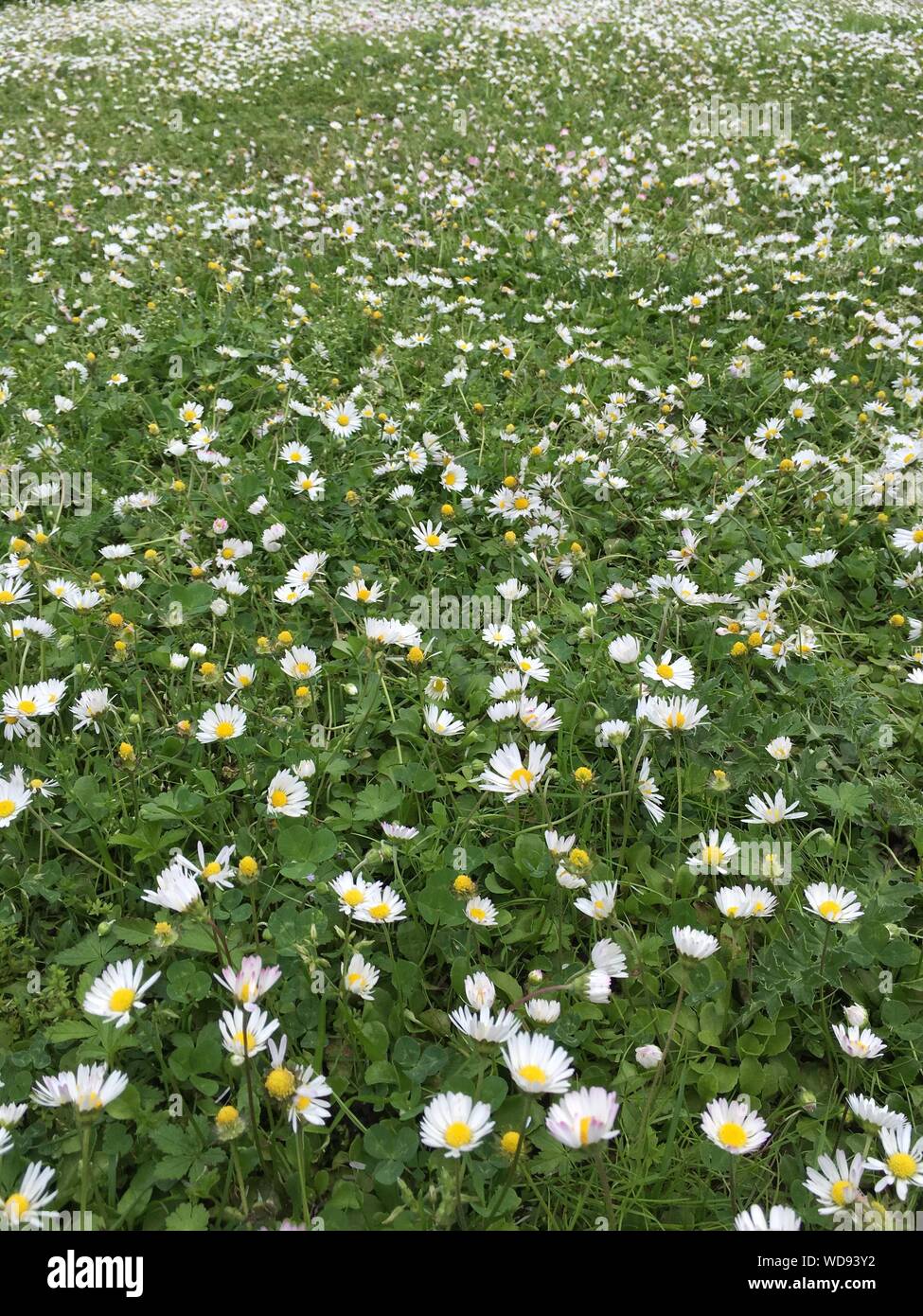 Full Bloom Daisies High Resolution Stock Photography and Images - Alamy