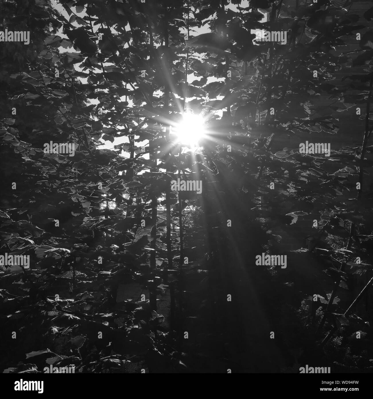 Sunlight through plants hi-res stock photography and images - Alamy