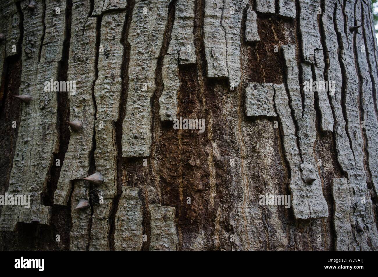 Closeup shot of weathered old tree textures for background or wallpaper ...