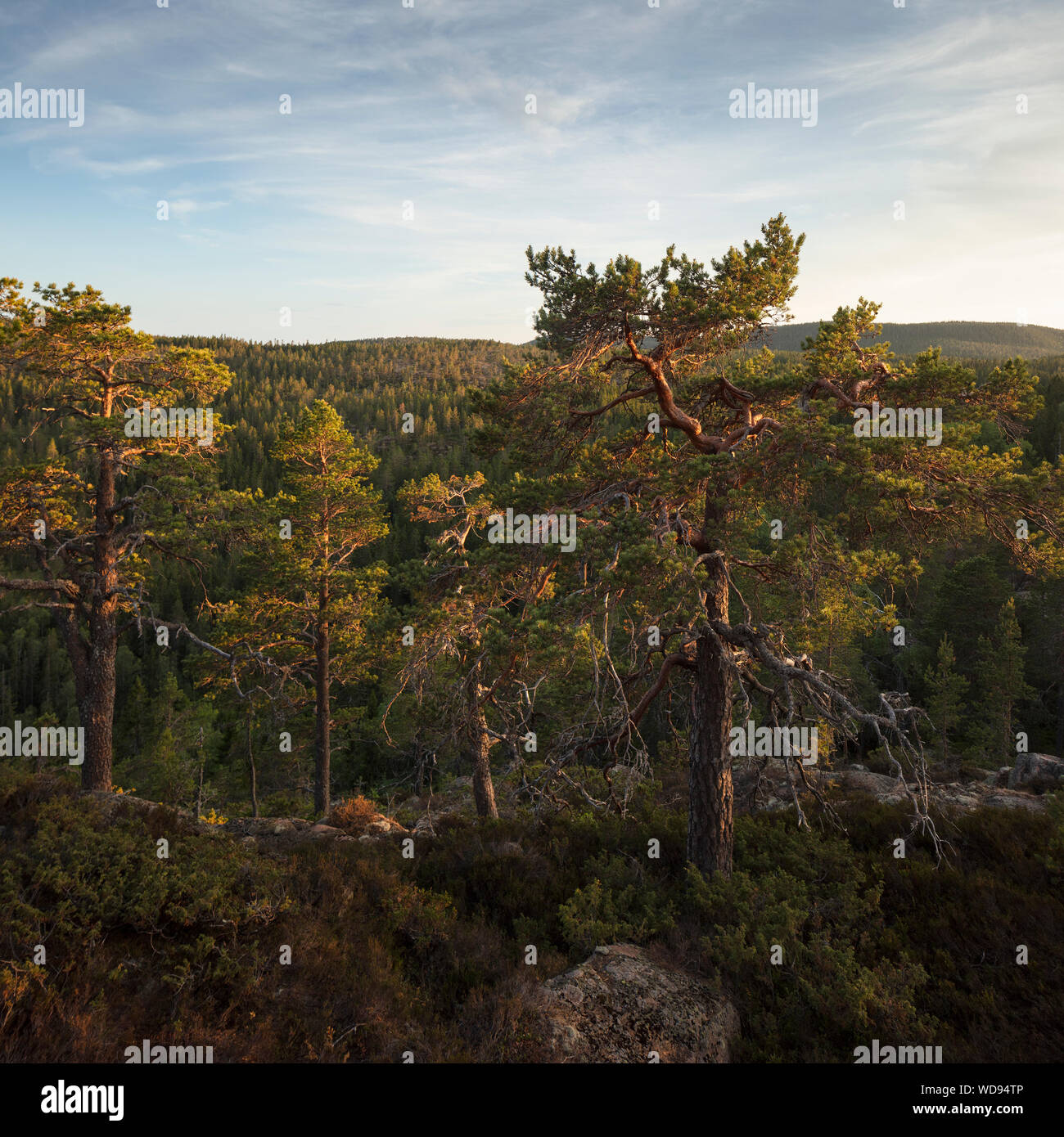 Pine tree square hi-res stock photography and images - Alamy