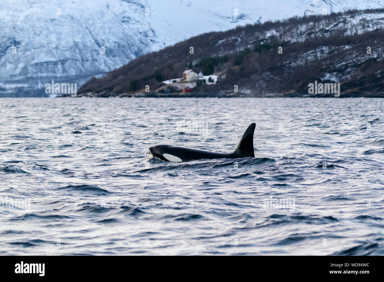 Killer whale, Orca, Orcinus Orca, Skjervoy, Norway, Atlantic Ocean ...
