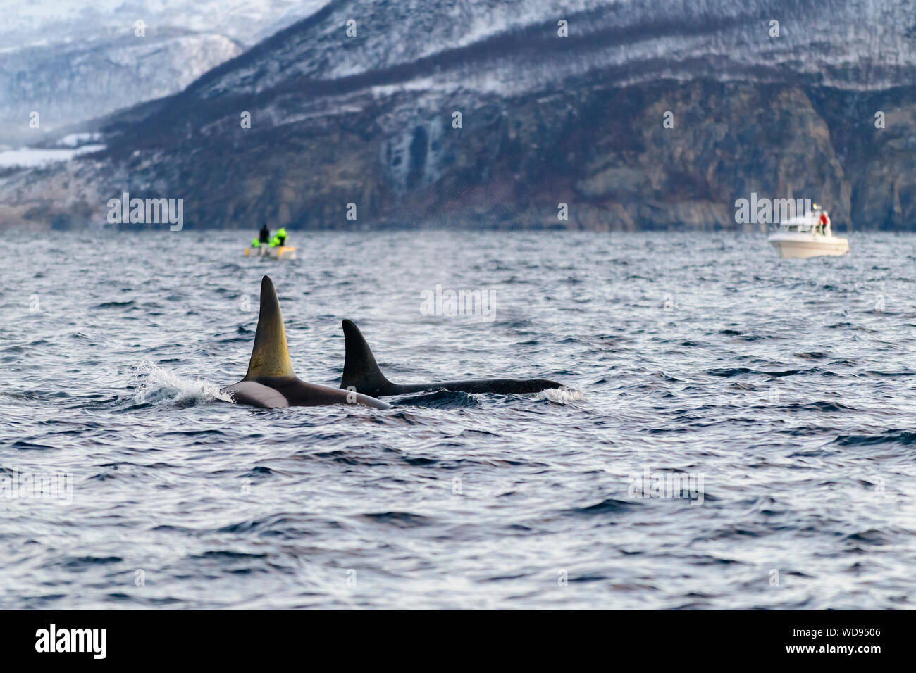 Dorsal fon of Killer whale, Orca, Orcinus Orca, Skjervoy, Norway ...