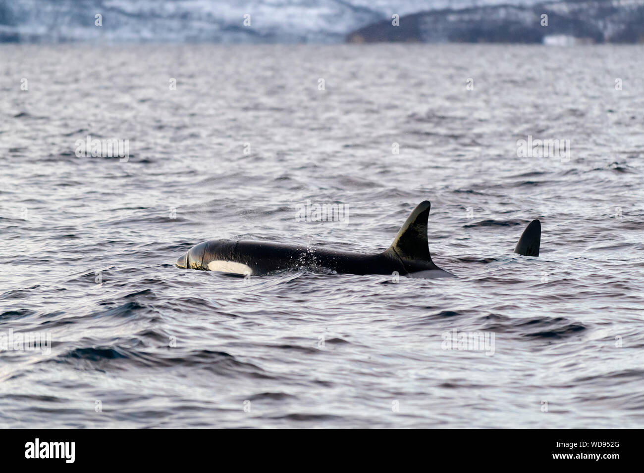 Killer whale, Orca, Orcinus Orca, Skjervoy, Norway, Atlantic Ocean ...