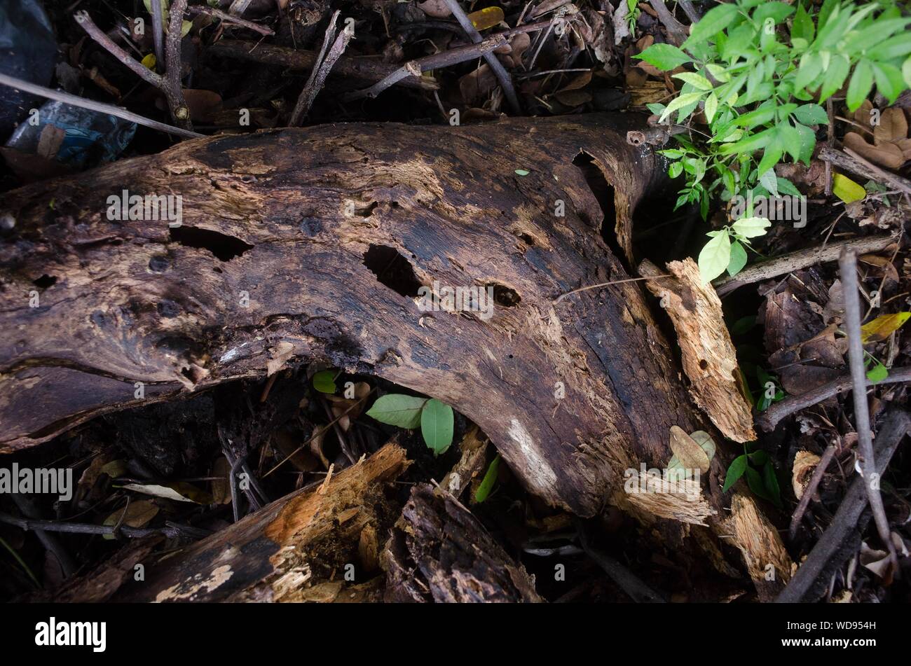 Greenery border design hi-res stock photography and images - Alamy