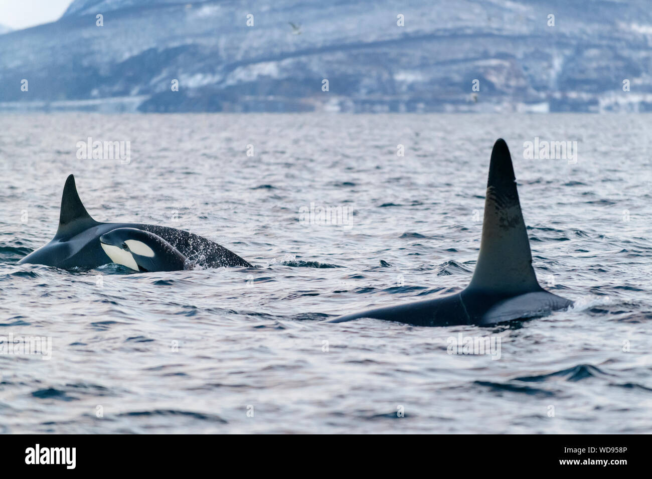Killer whale, Orca, Orcinus Orca, Skjervoy, Norway, Atlantic Ocean ...