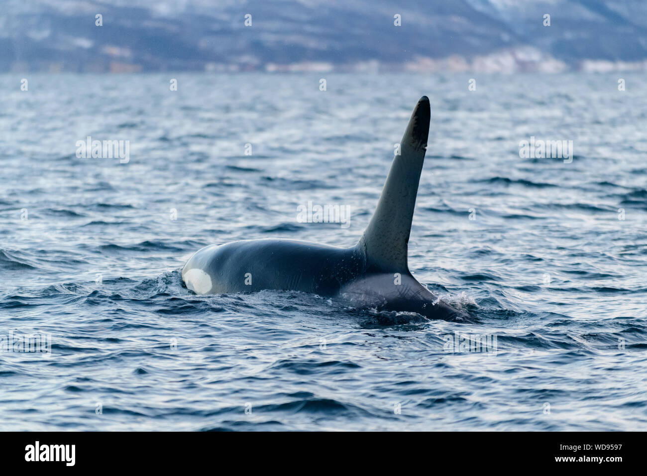 Killer whale, Orca, Orcinus Orca, Skjervoy, Norway, Atlantic Ocean ...