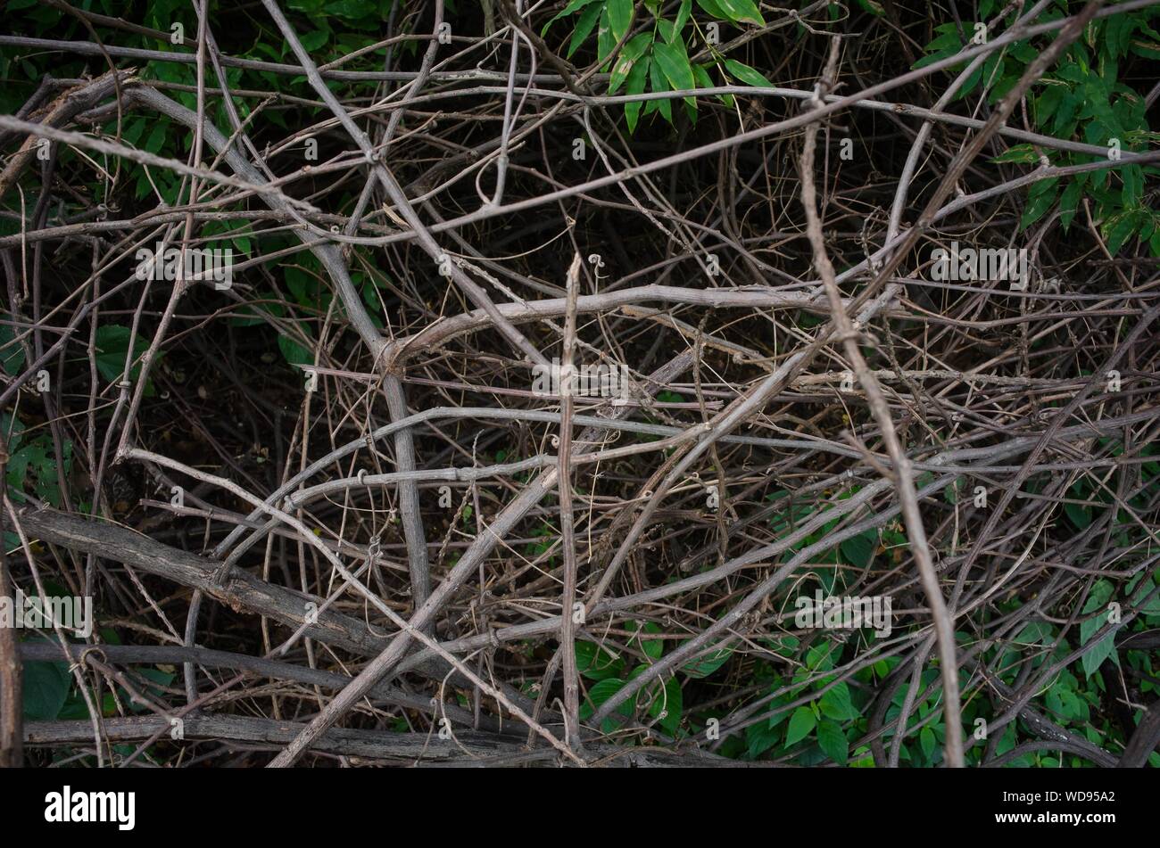 Close shot of tree branches near plants Stock Photo - Alamy