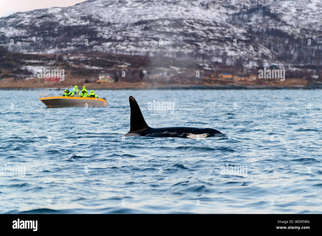 Whale watching boat with Killer whale, Orca, Orcinus Orca, Skjervoy ...