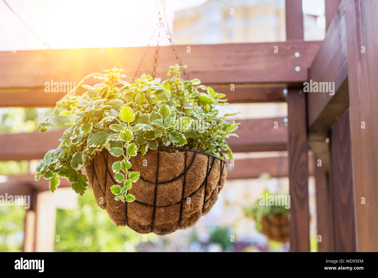 Beautiful flowers planted in hanged flower pot on wooden beam at city ...