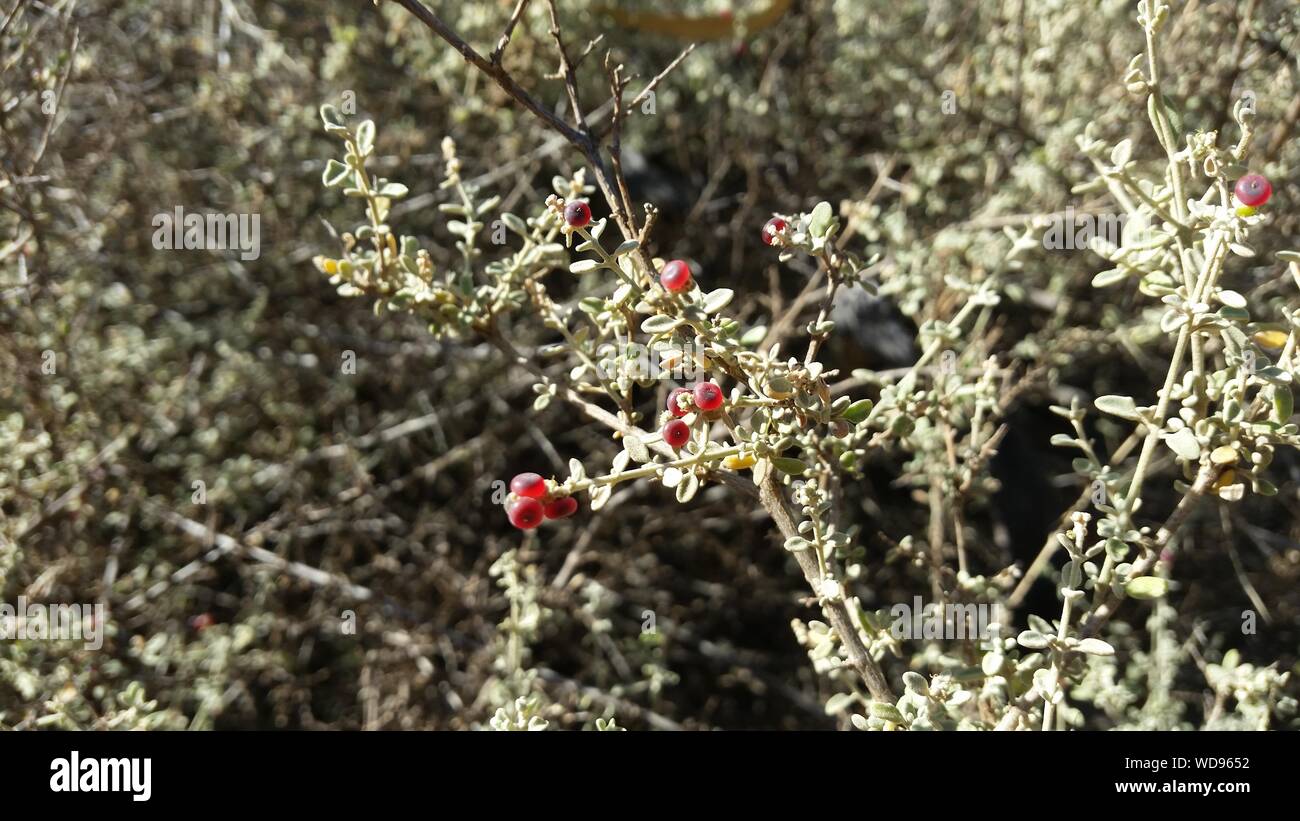 Bush Tucker - Berry Saltbush Fruit and leaves Stock Photo - Alamy