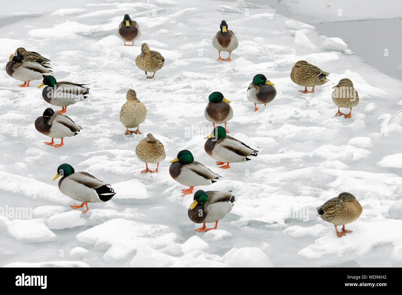 Ice ducks hi-res stock photography and images - Alamy